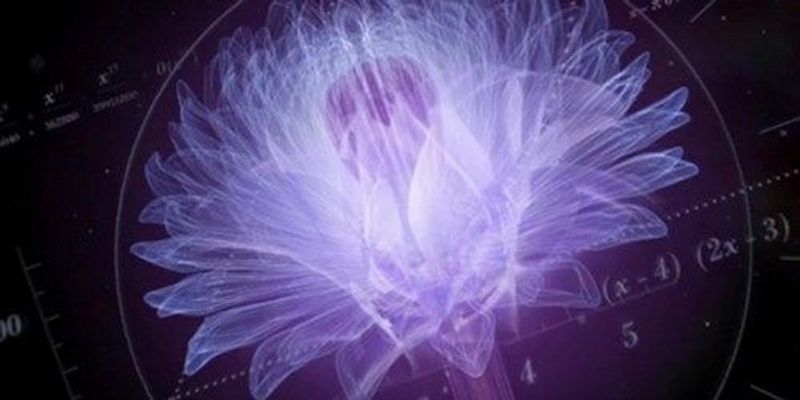 Building Flowers | The Scientist