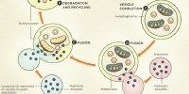 How Autophagy Works | The Scientist