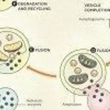 Biogenesis | The Scientist