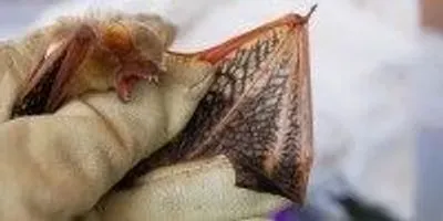 Bat Hunt | The Scientist