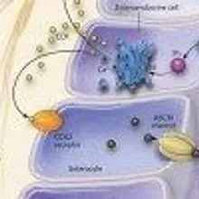 Thomas E. Finger Author Profile | The Scientist