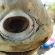 Cyclopia Shark