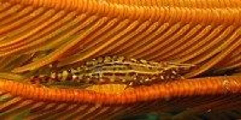 Newly Discovered Species | The Scientist