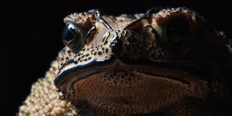 Image of the Day: That Toad Is Poison | The Scientist