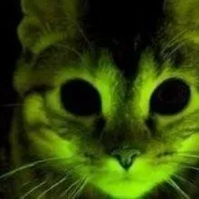 Fluorescent Cats Aid Research | The Scientist
