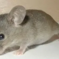 Haploid Stem Cells | The Scientist