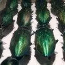 Bug Fest 2011 | The Scientist