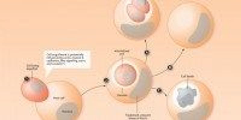 Cell-In-Cell Action | The Scientist