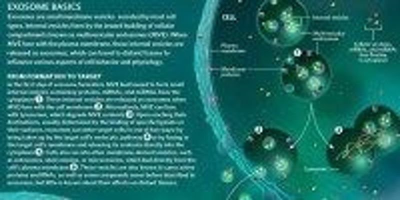 Exosome Basics | The Scientist