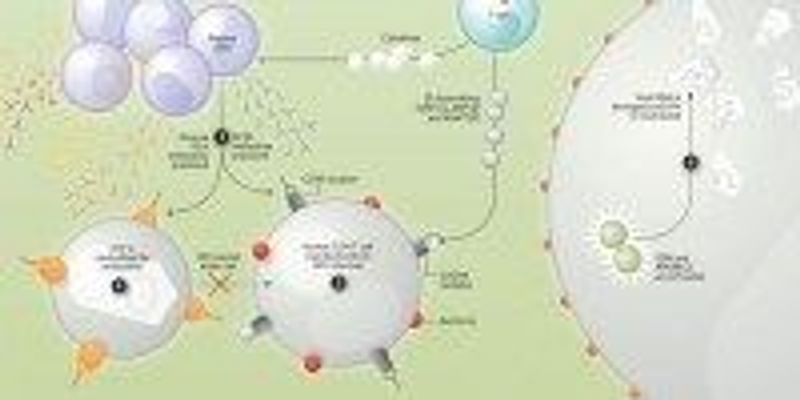 Part Human, Part HIV | The Scientist Magazine®