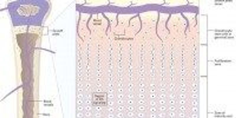 Growth Plate Dynamics | The Scientist