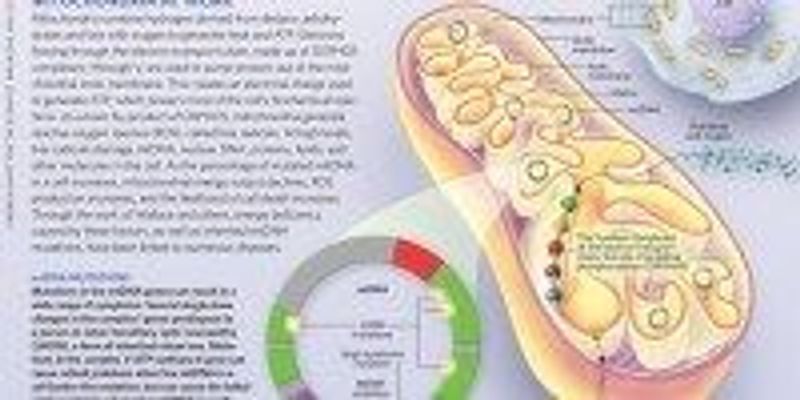Mitochondria at Work | The Scientist