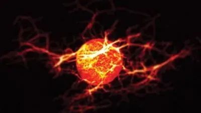 The Movement of Goods Around the Cell | The Scientist