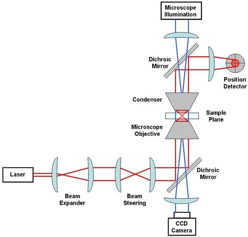 The Optical Trap | The Scientist