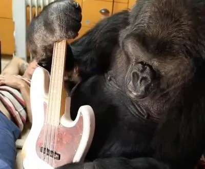 Koko the Signing Gorilla Dies at 46 | The Scientist