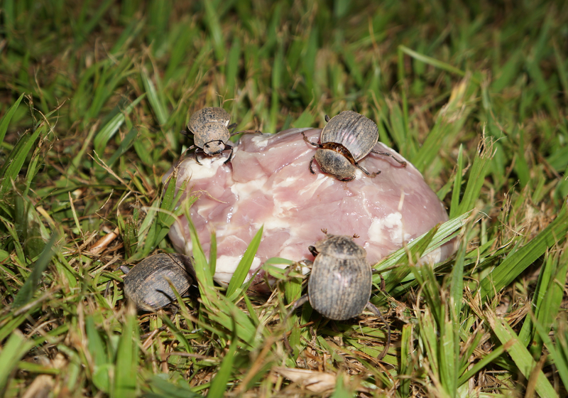 How Corpse-Eating Beetles Avoid Infection | The Scientist