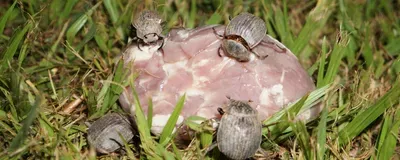 How Corpse-Eating Beetles Avoid Infection | The Scientist