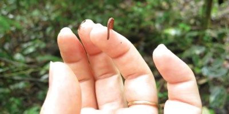 Surveying Biodiversity with Leeches | The Scientist