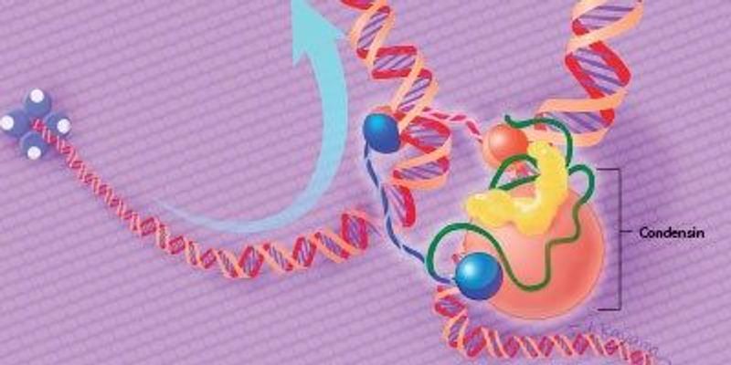 Condensin Folds DNA Through Loop Extrusion | The Scientist