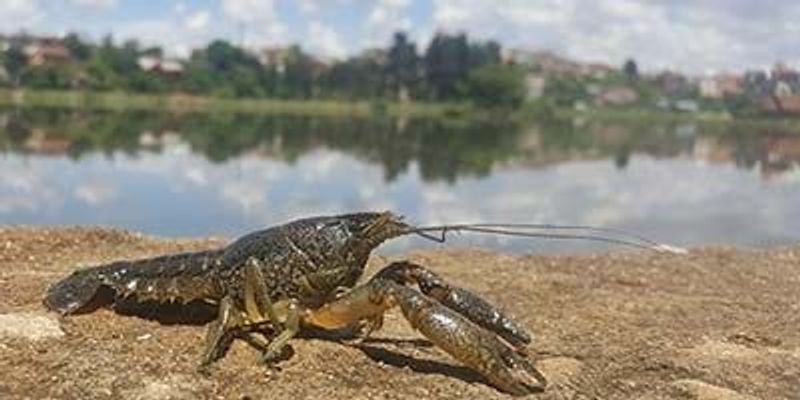 Pinpointing the Origin of Marbled Crayfish Clones | The Scientist