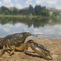 Asexual Reproduction | The Scientist