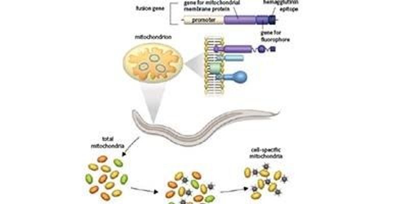Mitochondrial Isolation System | The Scientist