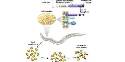 Mitochondrial Isolation System | The Scientist