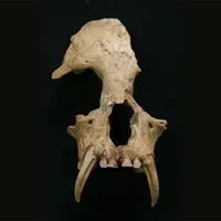 Bones in Ancient Tomb Are of Newly Discovered Ape Genus | The Scientist