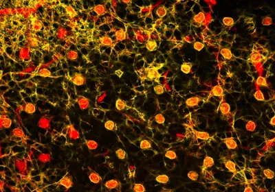 Image of the Day: Throw the Switch | The Scientist