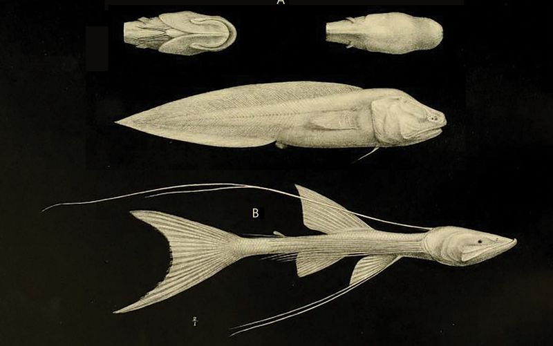 Maiden Voyage, 1872–1876 | The Scientist