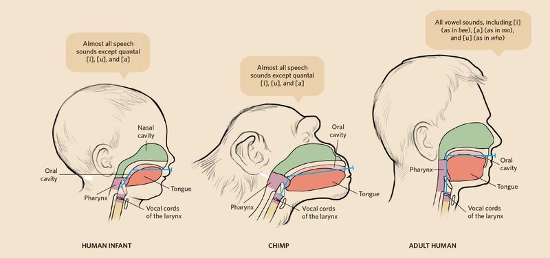 Primer: Acoustics and Physiology of Human Speech | The Scientist