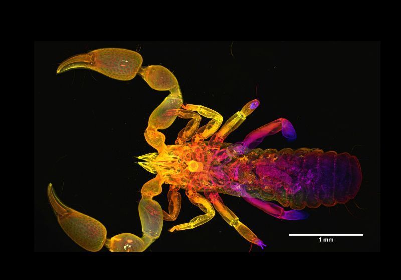 Image of the Day: X-Ray Vision | The Scientist