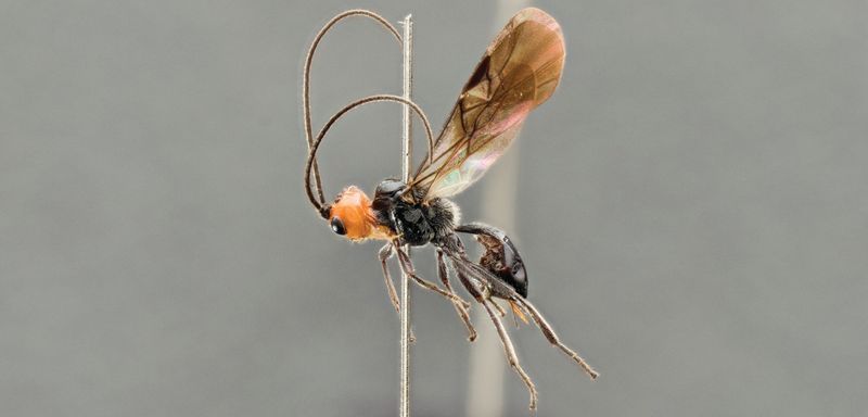 Image of the Day: Protector | The Scientist