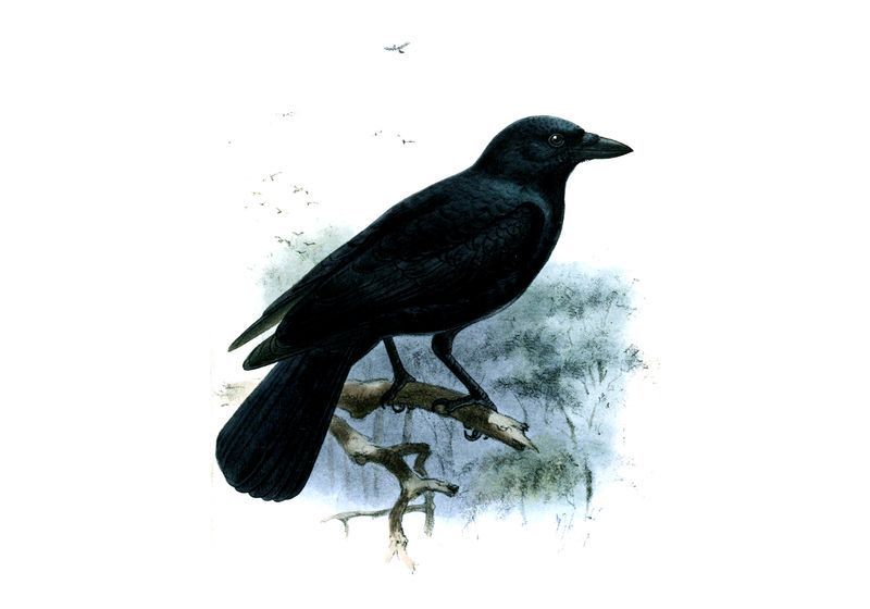 New Caledonian Crows Build Tools From Mental Images, Not Lessons | The ...
