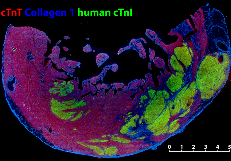 Cardiac Cell Transplants Help Monkeys’ Hearts | The Scientist