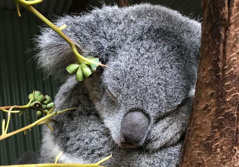 Image of the Day: Koala Code | The Scientist