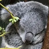 Image of the Day: Koala Code | The Scientist