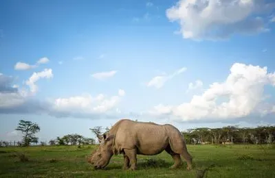 Rhino Genome Mapped in Hopes of Species Rescue | The Scientist
