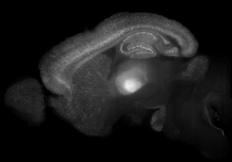 Forgotten Memories Brought Back in Mice | The Scientist