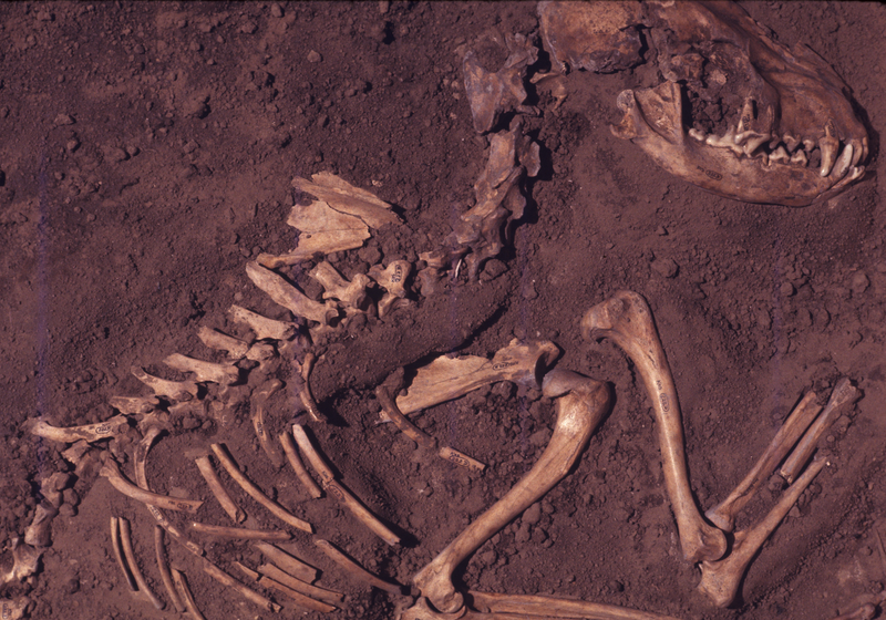 Original North American Dogs Descended From Siberian Populations | The ...