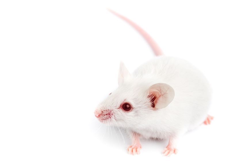 CRISPR Gene Drive Used to Alter Mouse Coat Color | The Scientist