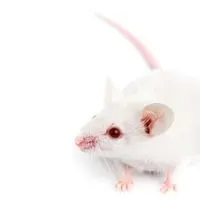 CRISPR Gene Drive Used to Alter Mouse Coat Color | The Scientist