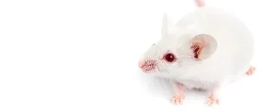 CRISPR Gene Drive Used to Alter Mouse Coat Color | The Scientist