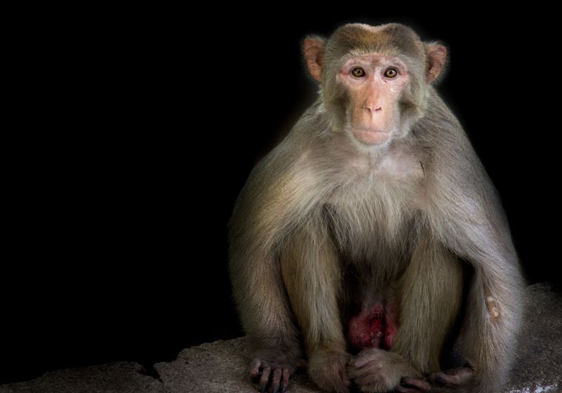Gene Editing Reduces Monkeys’ Cholesterol | The Scientist