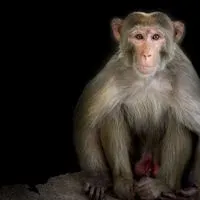 Gene Editing Reduces Monkeys’ Cholesterol | The Scientist