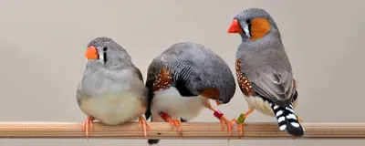 Replication Failures Highlight Biases in Ecology and Evolution Science ...