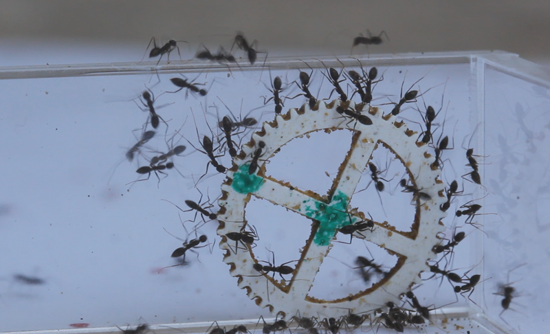 How Ants Make Collective Decisions | The Scientist