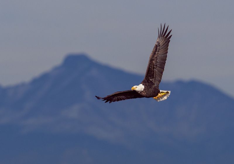 Interior Department Proposes Major Changes to Wildlife Protections ...
