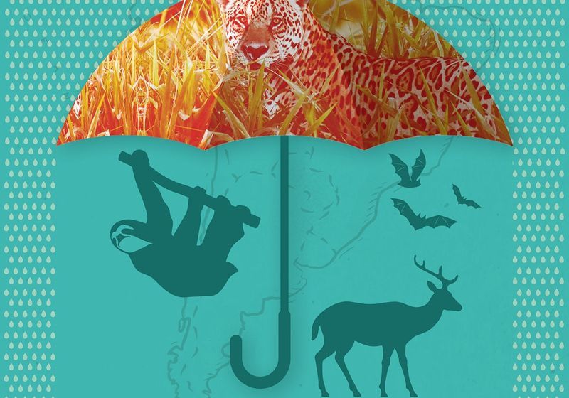 Infographic: Choosing the Right Umbrella | The Scientist