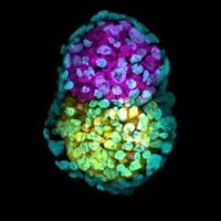 Artificial Mouse Embryo Made in a Laboratory | The Scientist